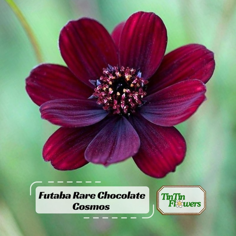Flower Chocolates - Etsy