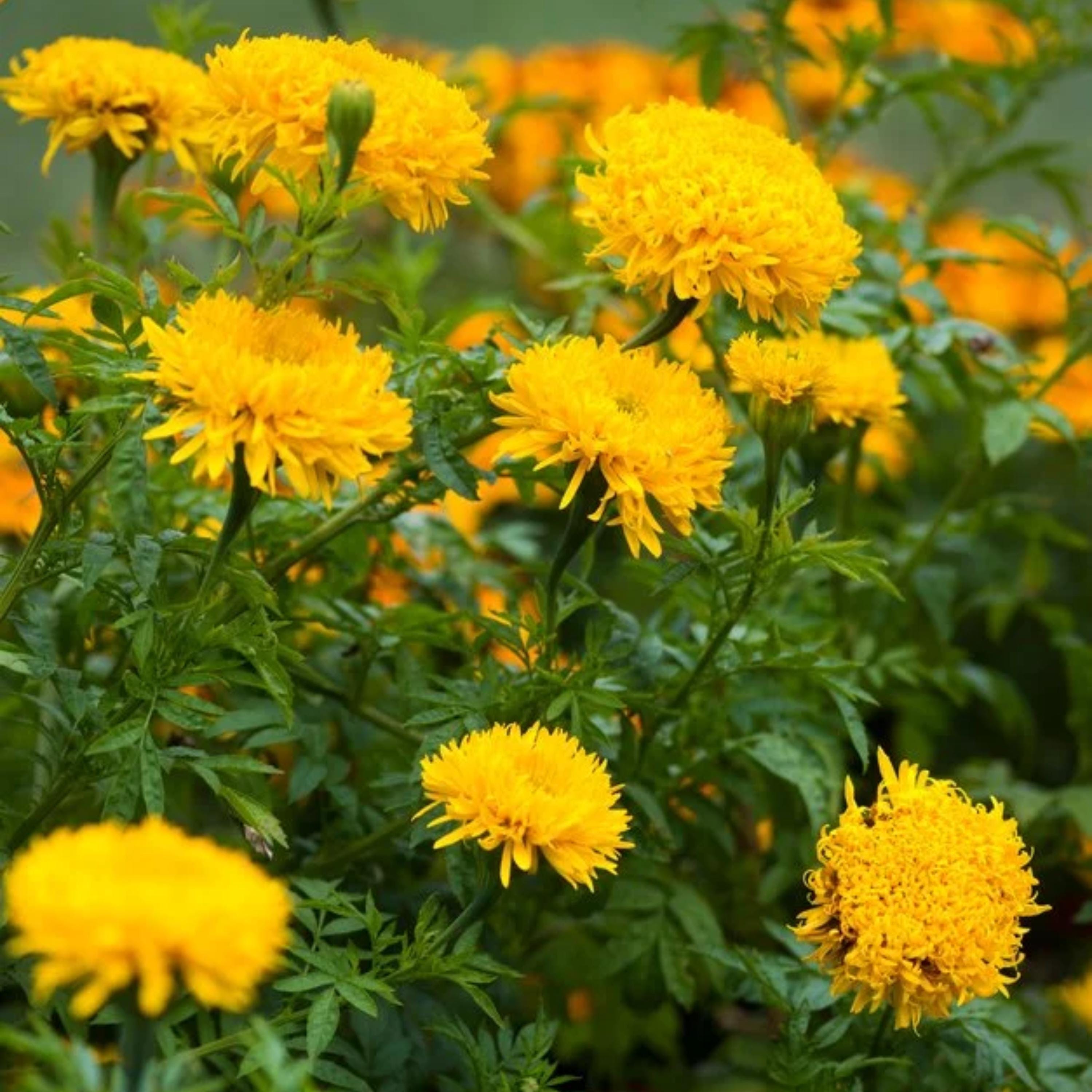 Mission Giant Yellow Marigold Seeds - Edible -open-pollinating -draft ...