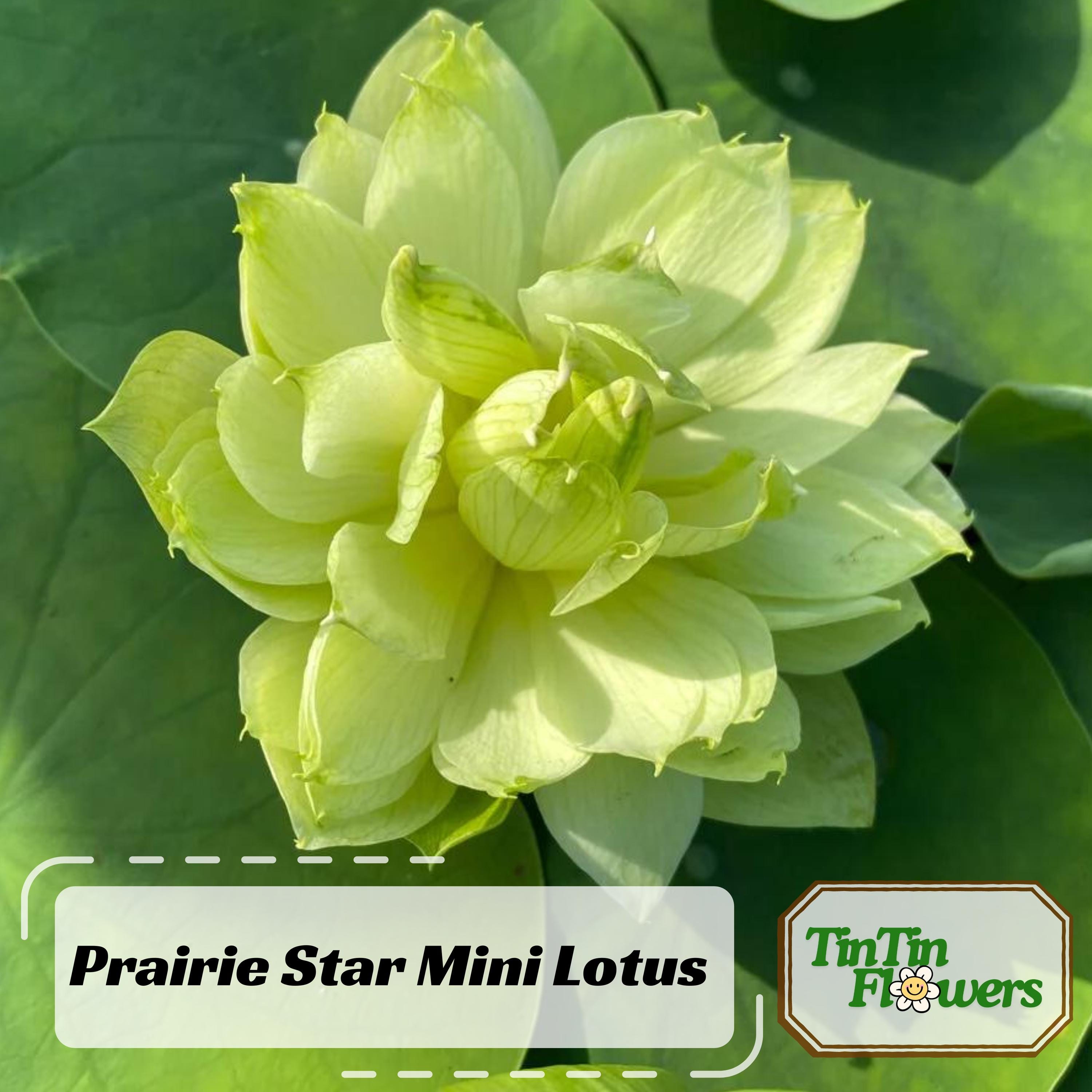 5+ Rare Seeds| Prairie Star Mini Lotus Seeds - Indian Lotus (nelumbo ...