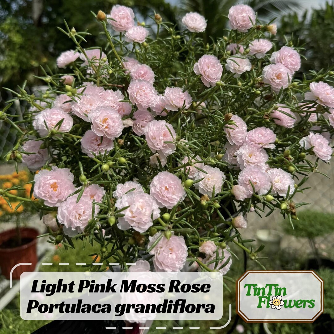 Light Pink Moss Rose Portulaca Grandiflora Seeds - Moss Rose Seeds ...