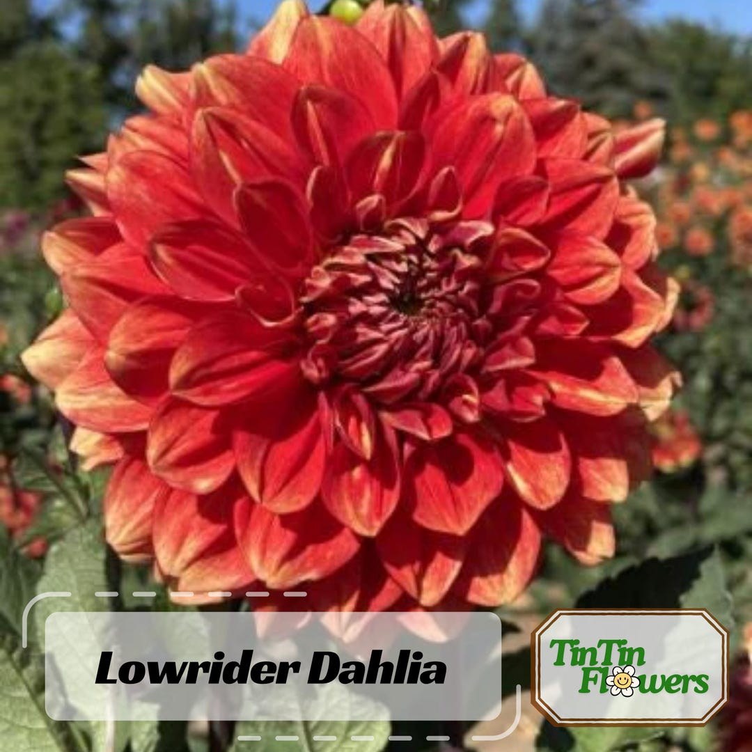 Lowrider Dahlia Seeds- Pollinator Friendly- Open Pollinated - Heirloom ...