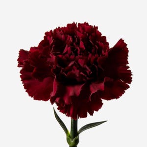 30+ Burgundy Carnations - Dianthus Seeds - Container - Balcony Flowers ...
