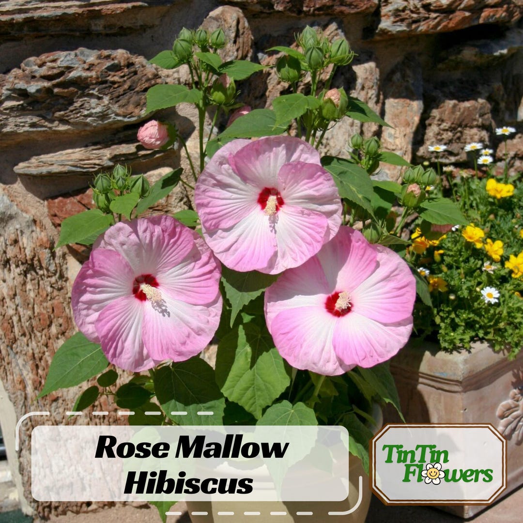 Rose Mallow Hibiscus Flower Seeds | Authentic Perennial Variety ...