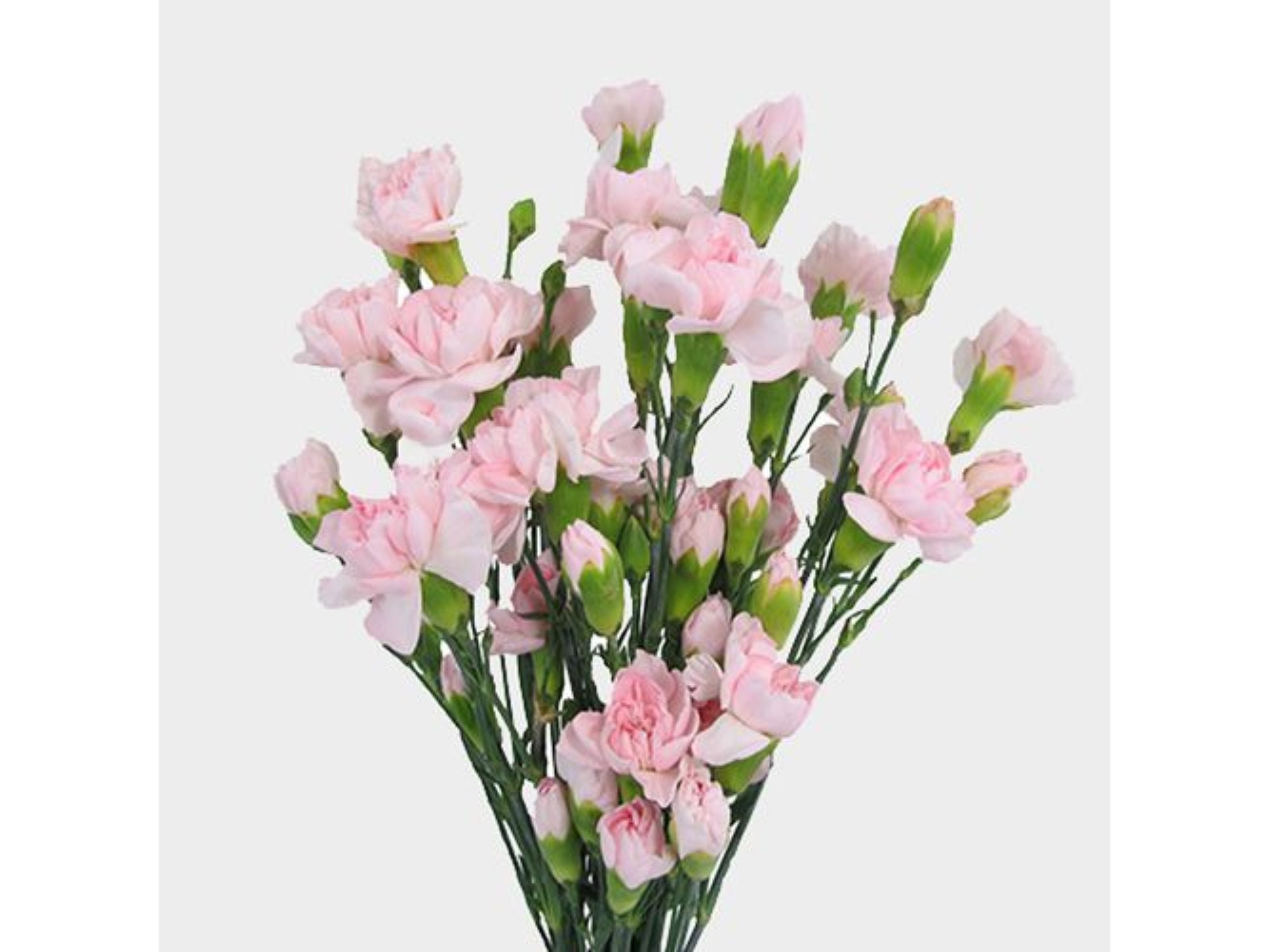 30 Seeds| Light Pink Mini Carnation- Dianthus Seeds - Container ...