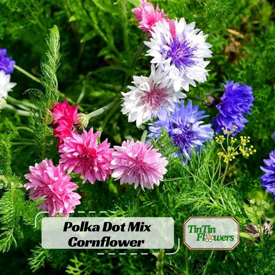 Polka Dot Mix Cornflower Seeds – Colorful Bachelor Button Blend for ...