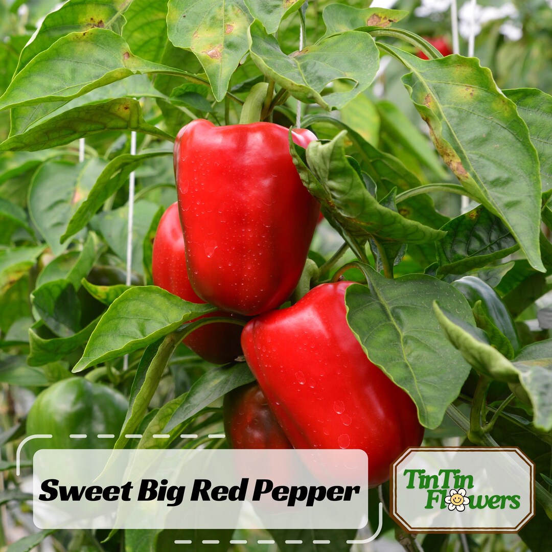 Sweet Big Red Pepper Seeds -bell Pepper - Capsicum Annuum - Vegetables ...