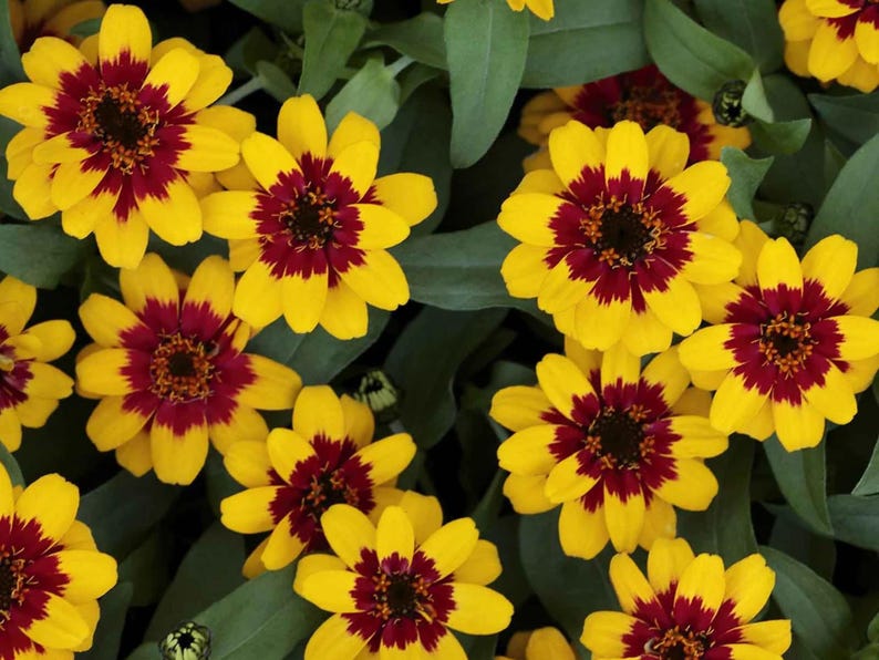 30s | Profusion Red Yellow Bicolor Zinnia Seeds - Authentic - Open ...