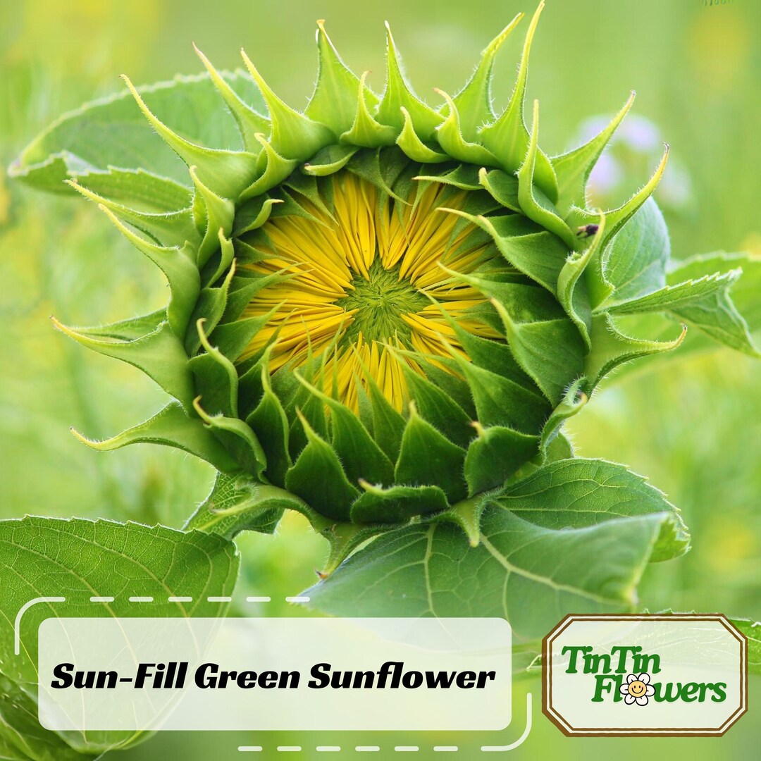 Sun-fill Green Sunflower Seeds-helianthus Annuus - Open-pollinated ...