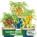30+ Lunchbox Sweet Pepper Seeds – Heirloom Organic Non-gmo Mini Bell ...