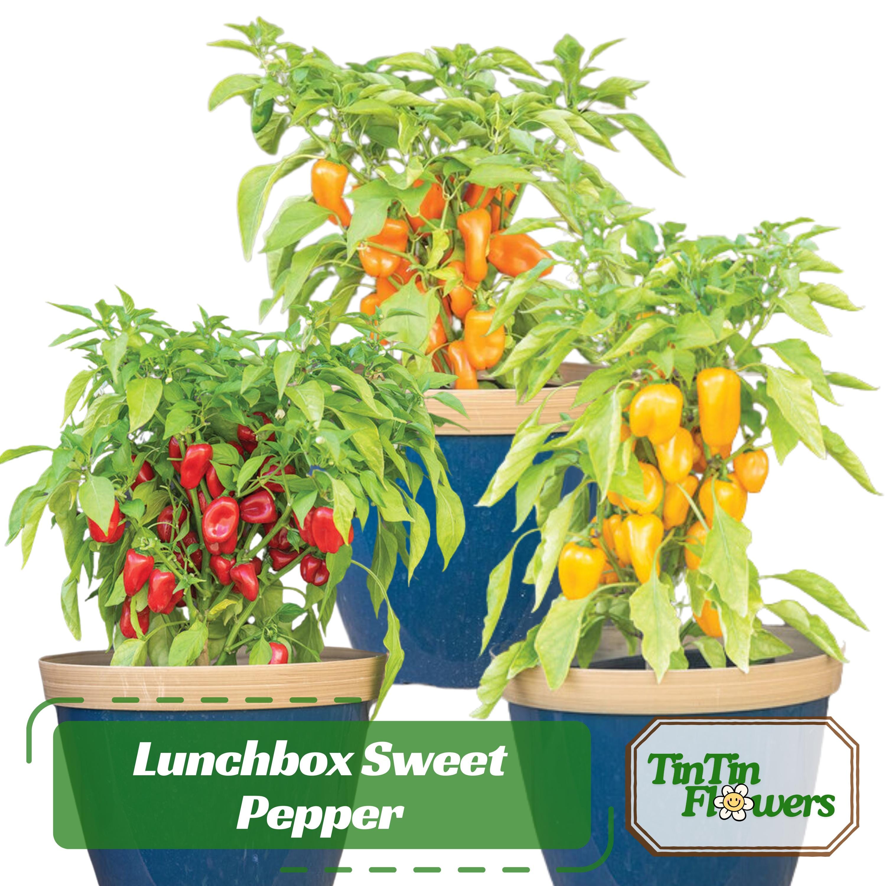 30+ Lunchbox Sweet Pepper Seeds – Heirloom Non-gmo Mini Bell Peppers ...
