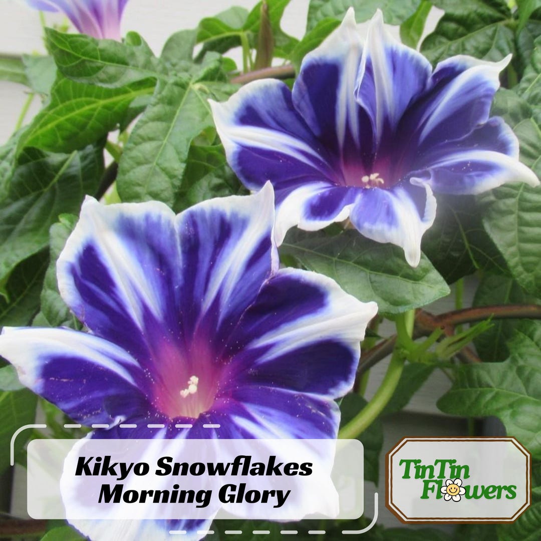 30s|kikyo Snowflakes Morning Glory Seeds -authentic Seeds-perennial ...