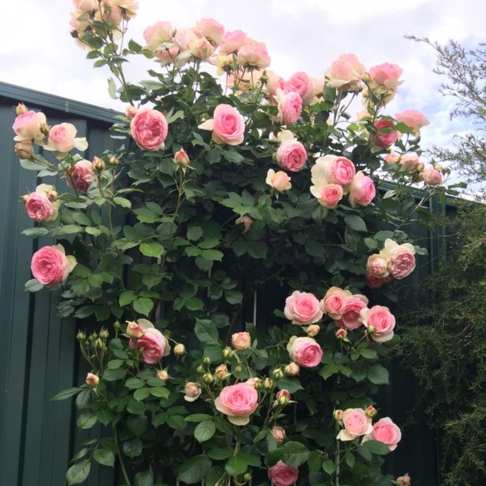 30 Seeds | White Pink Eden Climbing Rose Seeds, Elegant Bicolor Blooms ...