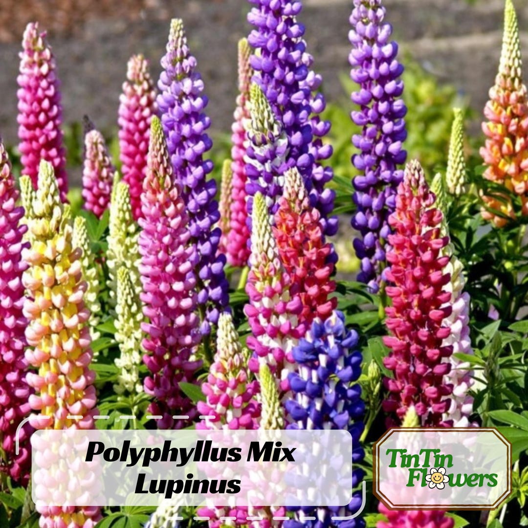 Lupinus Polyphyllus Mix - Lupine Seeds- Lupinus - Bluebonnet - Open ...