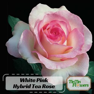 Pink White Hybrid Tea Rose Seeds - Perennial - Authentic Seeds - Mix ...