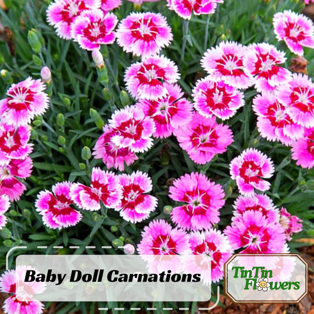 Baby Doll Carnations - Dianthus Seeds- Authentic - Open-pollinated ...