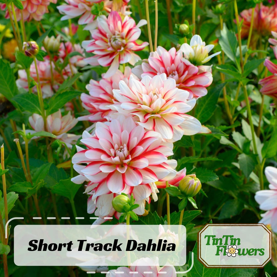 Short Track Dahlia Perennial Seeds -pollinator Friendly- Open ...