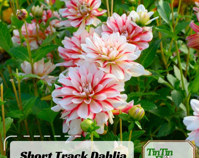 40 Seeds Mingus Alex Dahlia Seeds Pollinator Friendly Open Pollinated ...