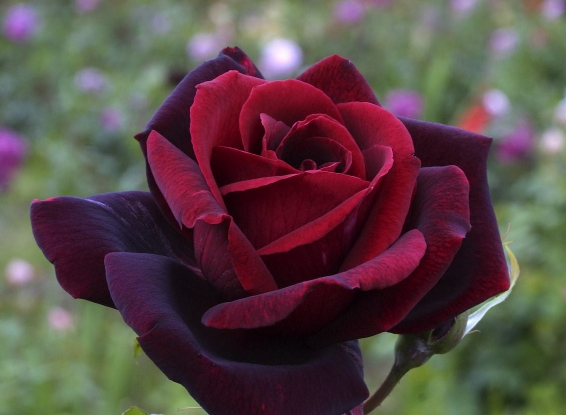 30 Seeds Black Magic Hybrid Tea Rose Seeds perennial - Etsy