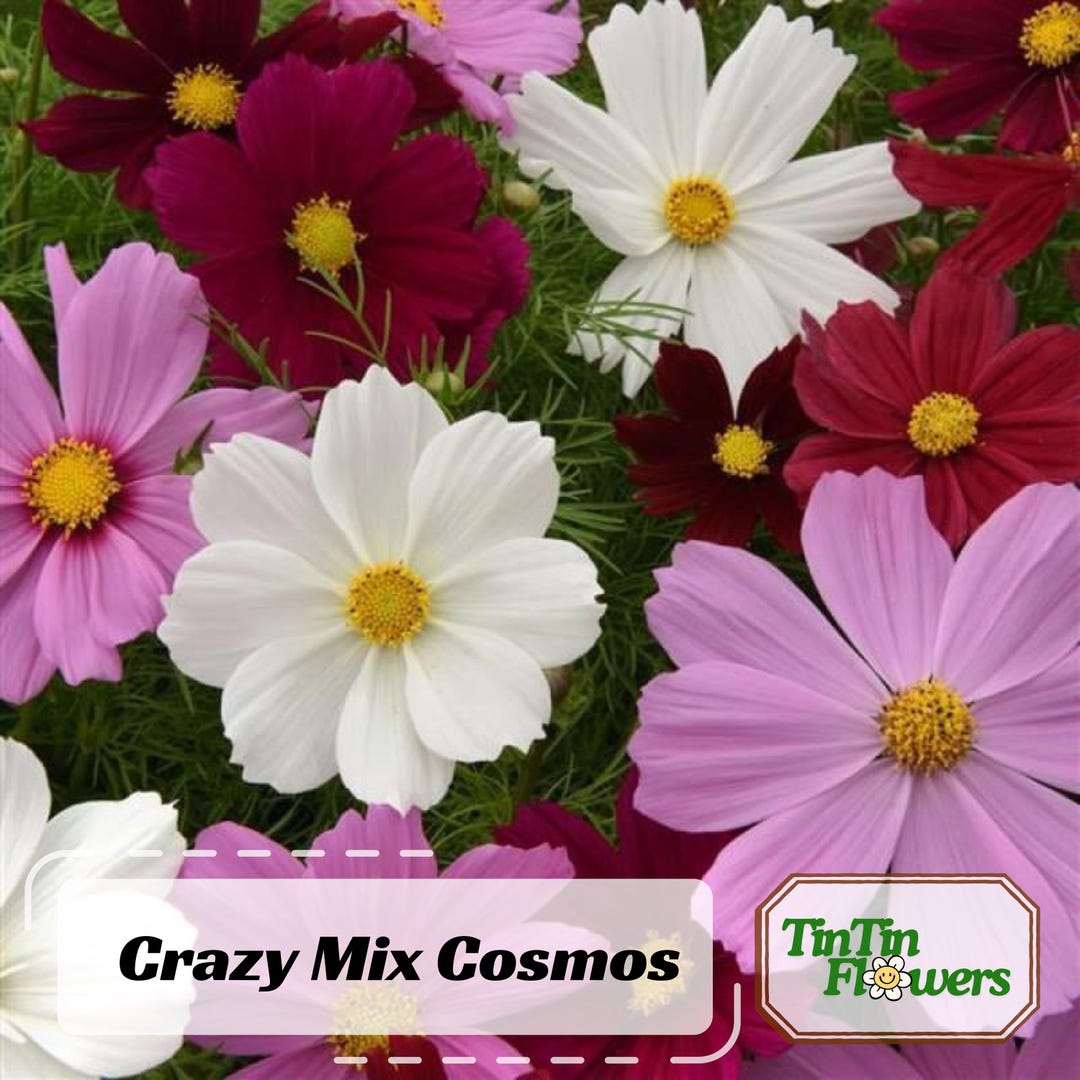 50s|mix Crazy for Cosmos Seeds-flower Seed Mix- Open-pollinating ...