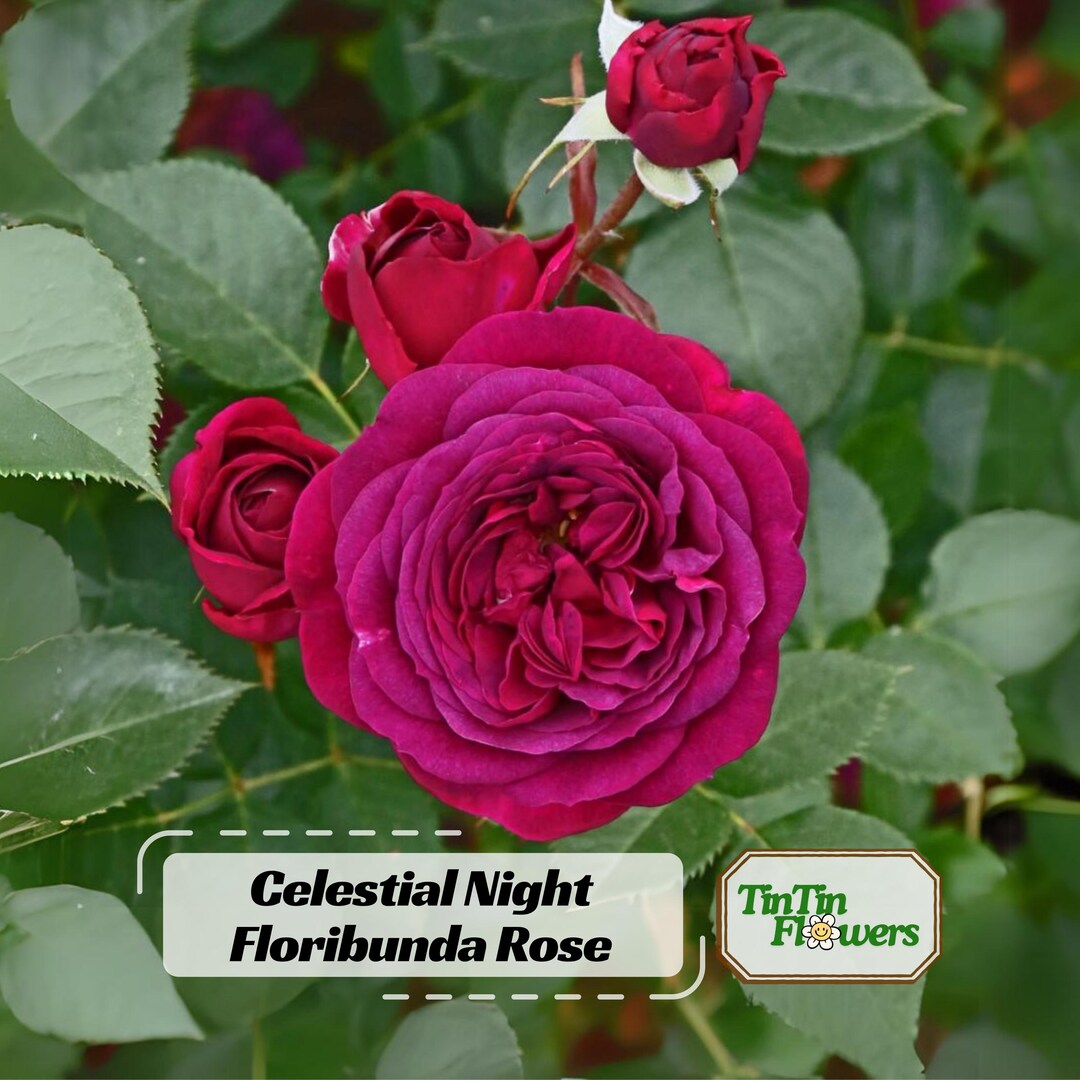 30+ Celestial Night Floribunda Rose Seeds- Perennial - Authentic Seeds ...