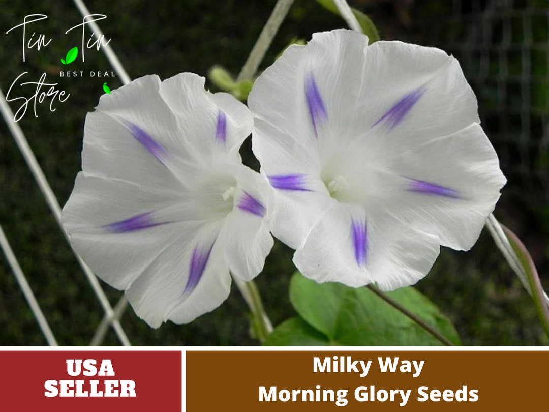 30 Seeds-milky Way Morning Glory Seeds authentic Seeds-flowers organic ...