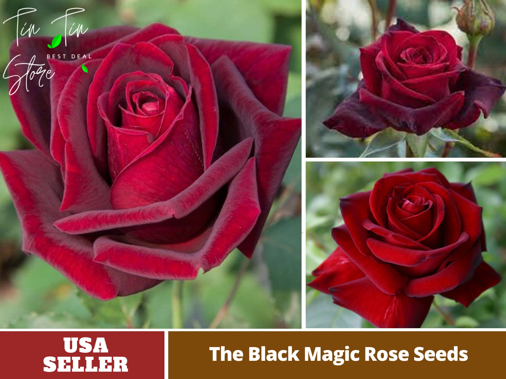 30 Seeds Black Magic Hybrid Tea Rose Seeds perennial - Etsy