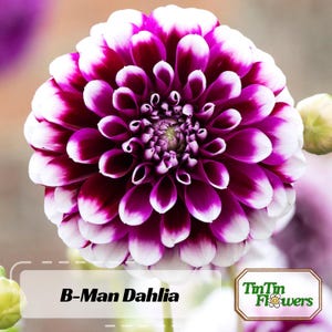 Purple White Dahlia Seeds-pollinator Friendly- Open Pollinated ...