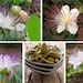 Capers (caper Bush) Seeds – Mediterranean Culinary Herb – Heirloom ...