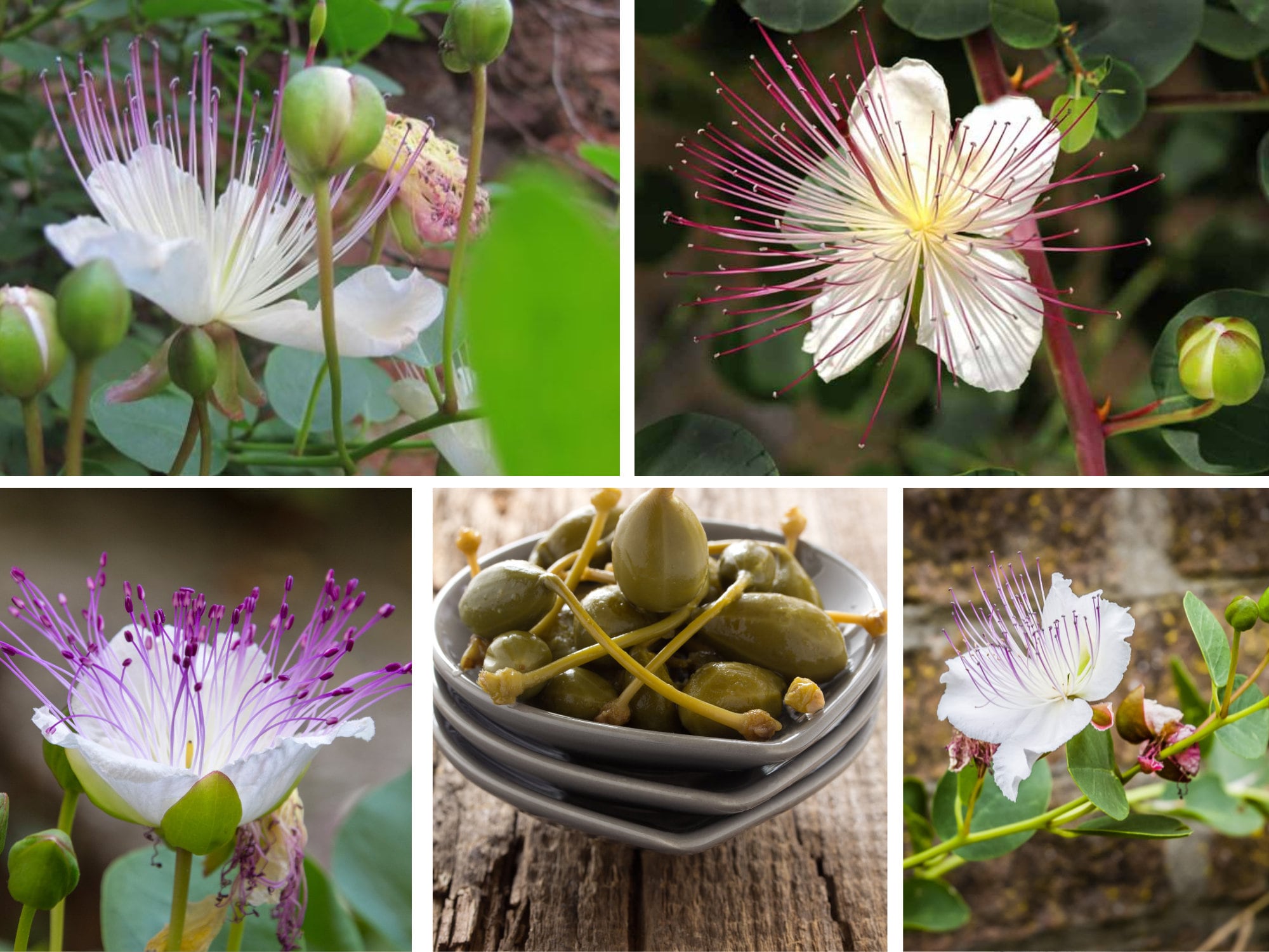 Capers (caper Bush) Seeds – Mediterranean Culinary Herb – Heirloom ...
