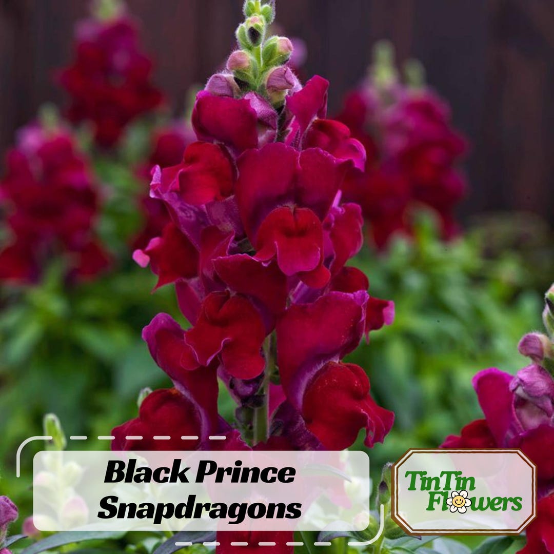 Black Prince Snapdragons Seeds - Cold Resistant - Potted - Attracts ...