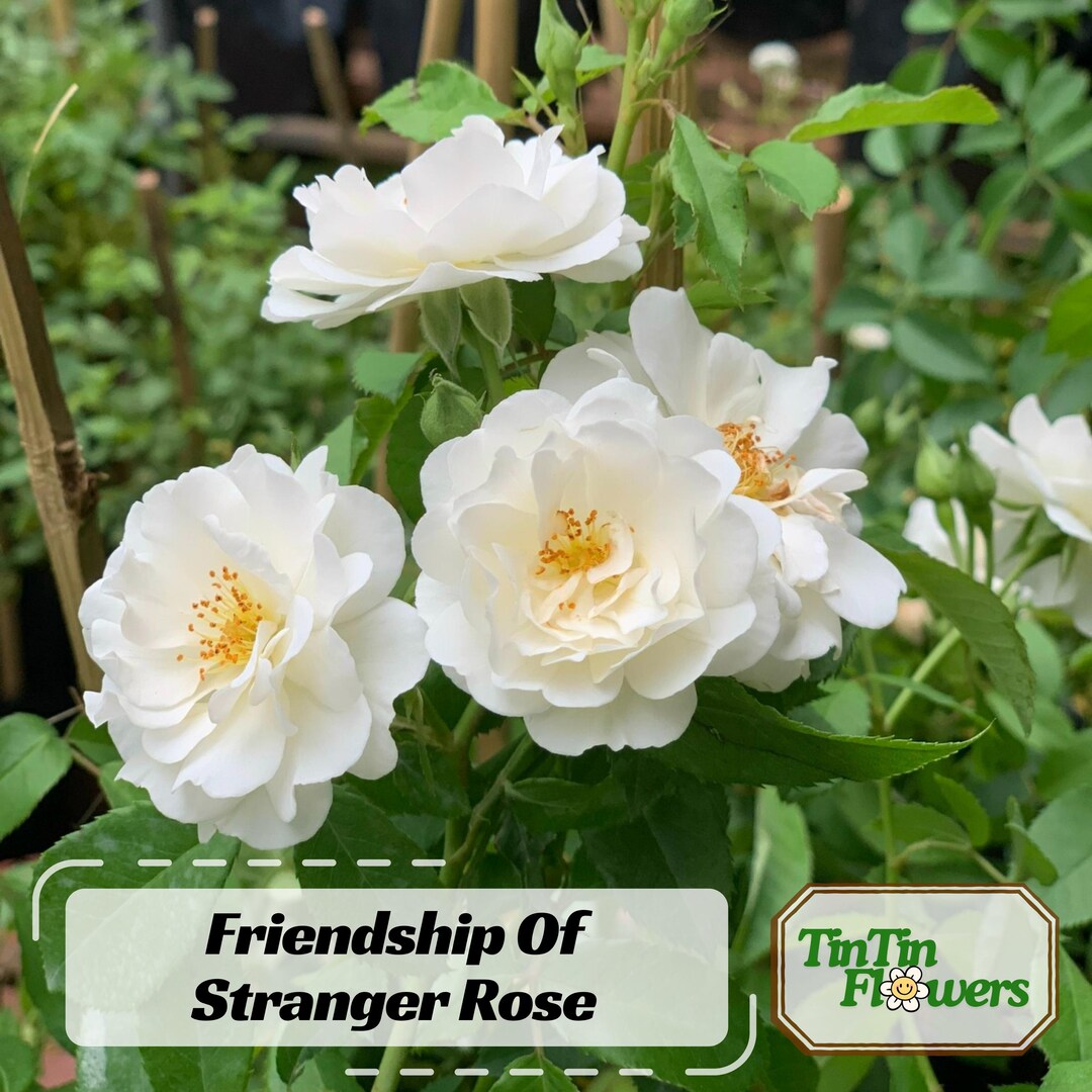 30s|friendship of Stranger Rose Seeds - Perennial - Authentic Seeds ...
