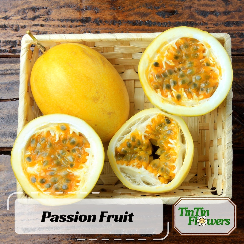Rare Exotic Fruit Plants - Etsy