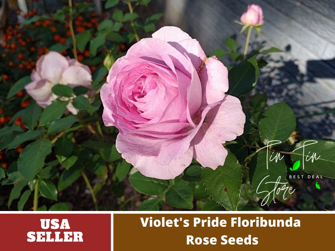 Violet's Pride Floribunda Rose Seeds Perennial Authentic Seeds-flowers ...