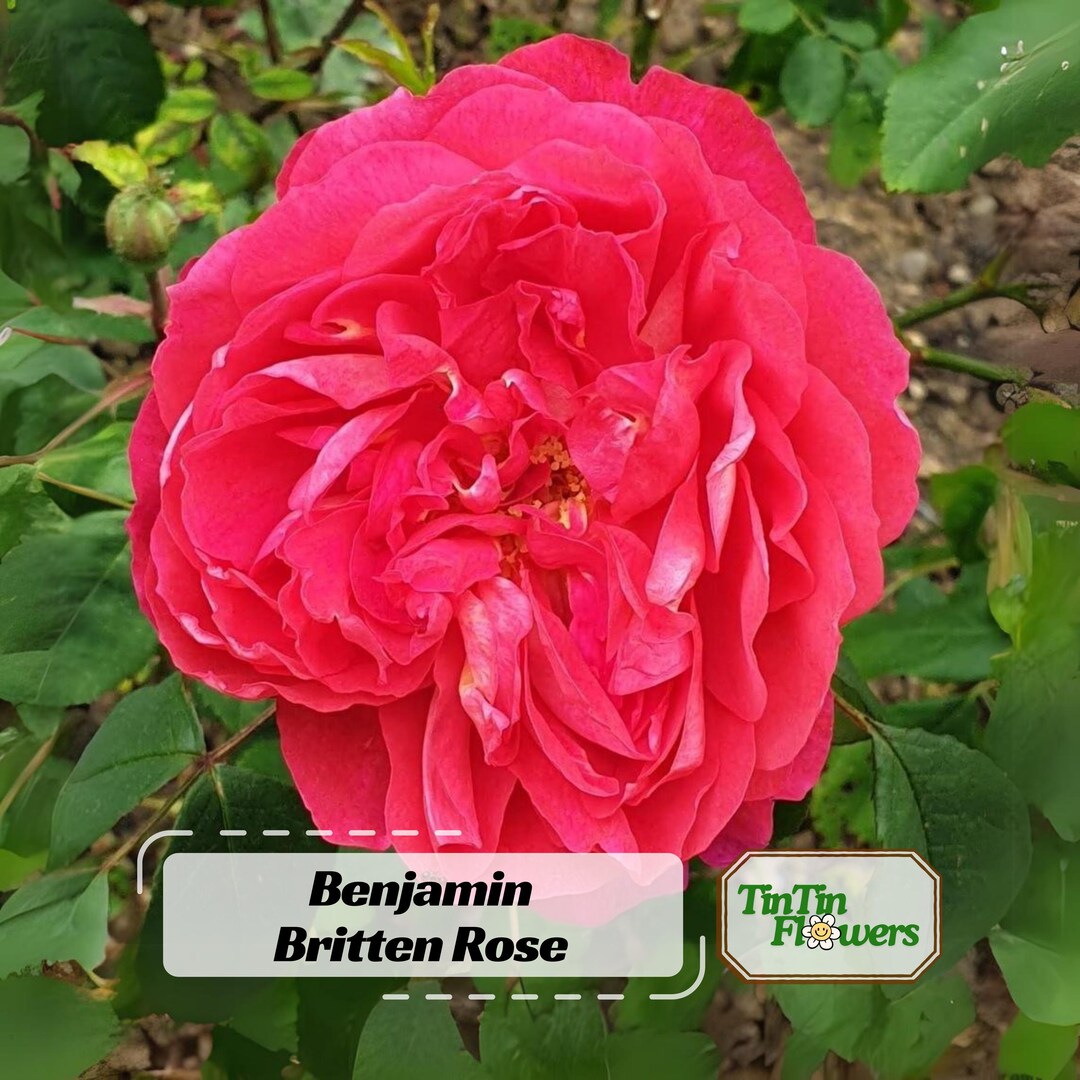 30+ Benjamin Britten Bush Rose Seeds -perennial -authentic Seeds ...