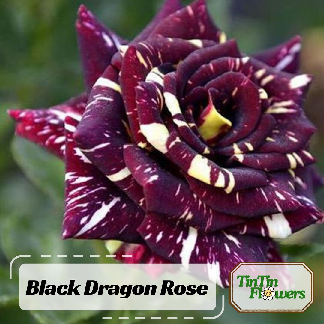 30 Seeds | Black Dragon Rose Seeds - Perennial - Authentic Seeds - Mix ...