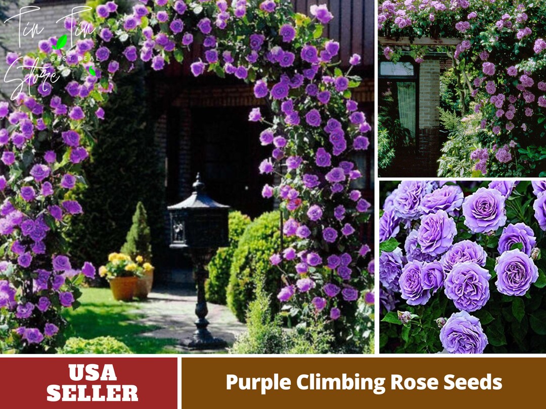 30s|purple Climbing Rose Seed-perennial - Authentic Seeds - Mix Seeds ...