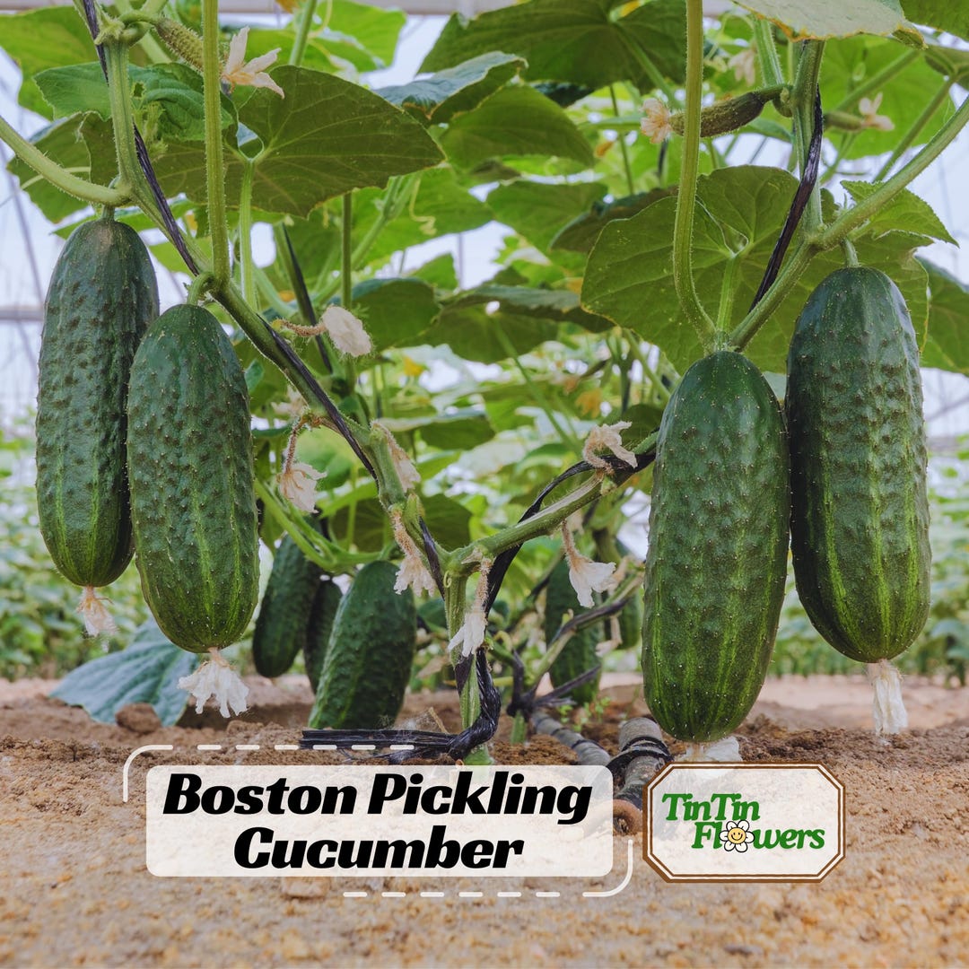 Boston Pickling Cucumber Seeds - Heirloom Variety - Crisp Green ...