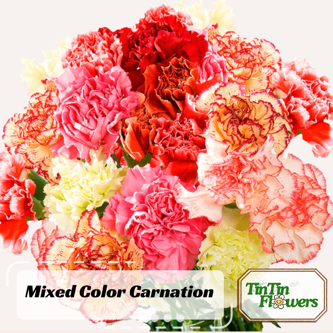 Mixed Color Carnations Dianthus Seeds Open-pollinated Organic Heirloom ...