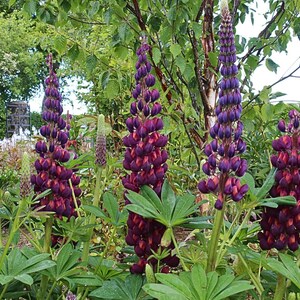 30+ Masterpiece Lupine Seeds - Lupinus - Bluebonnet - Authentic - Open ...