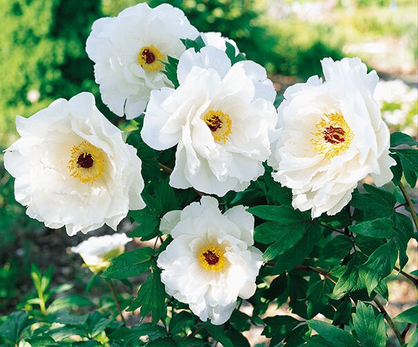 10 Seeds Renkaku Tree Peony Seeds perennial authentic - Etsy