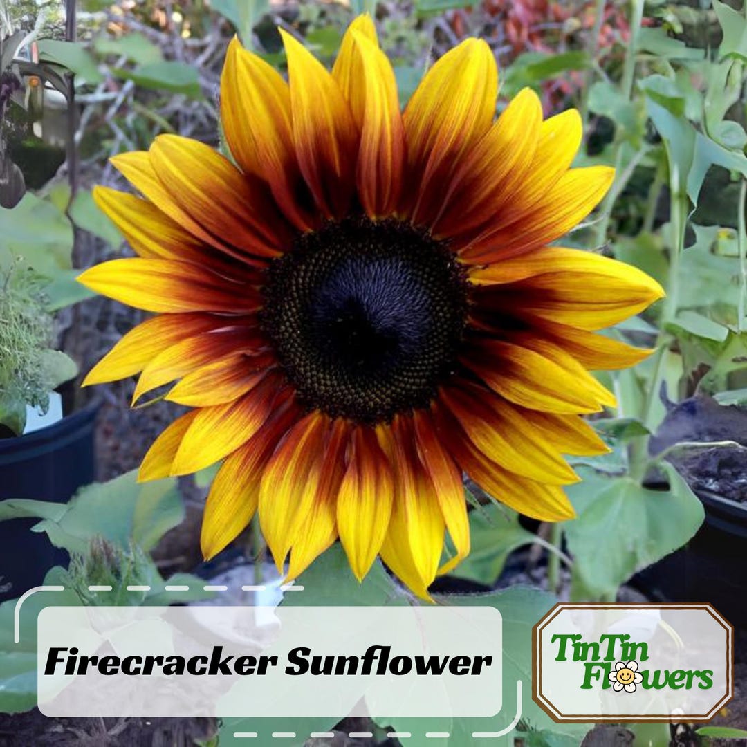 Firecracker Sunflower Seeds-helianthus Annuus - Open-pollinated ...