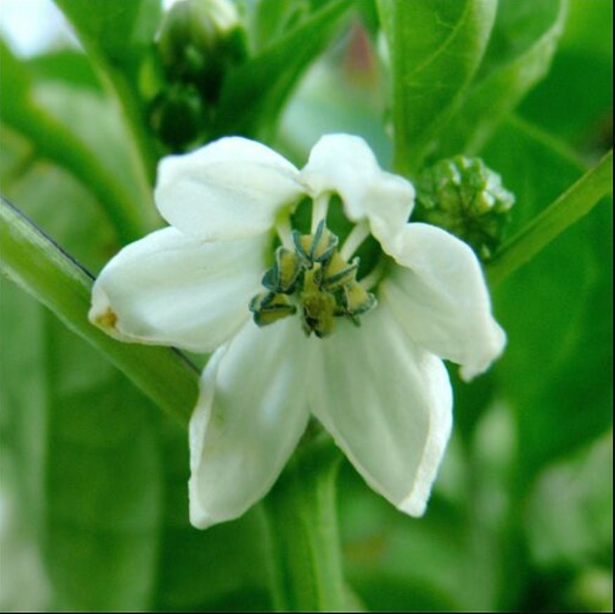 30s| Lunchbox Sweet Pepper Seeds – Heirloom Organic Non-gmo Mini Bell ...