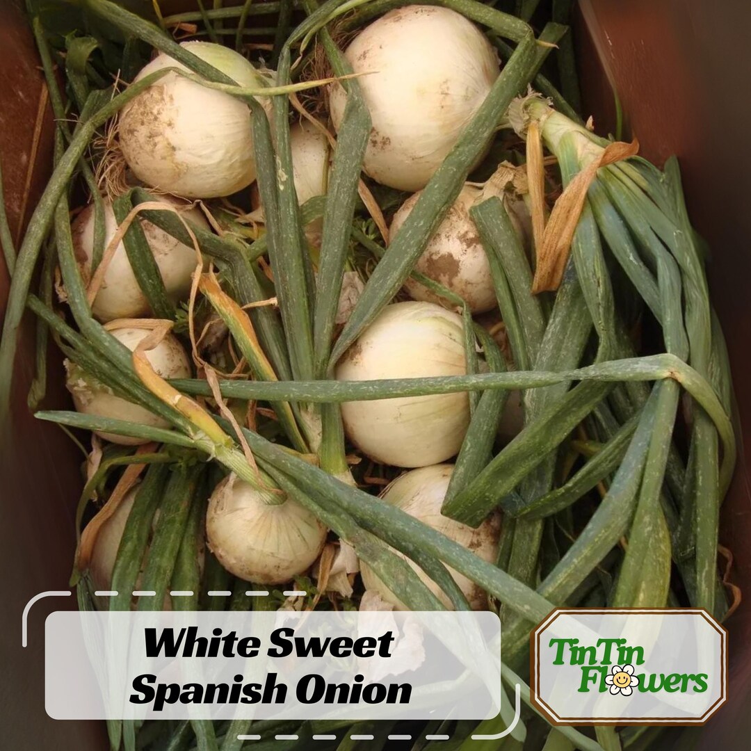 White Sweet Spanish Onion Seeds- Vegetable Seeds~fruit~organic Onion ...
