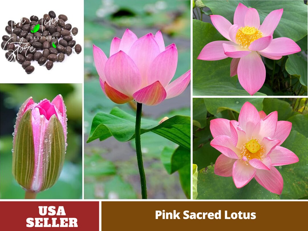 5 Rare Seeds Pink Sacred Lotus Seeds Indian Lotus nelumbo Nucifera ...