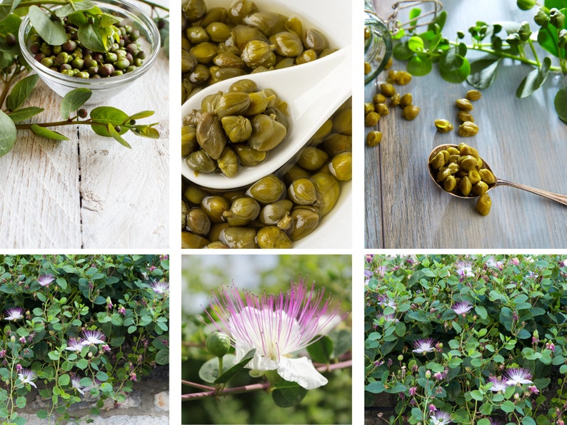 Capers (caper Bush) Seeds – Mediterranean Culinary Herb – Heirloom ...