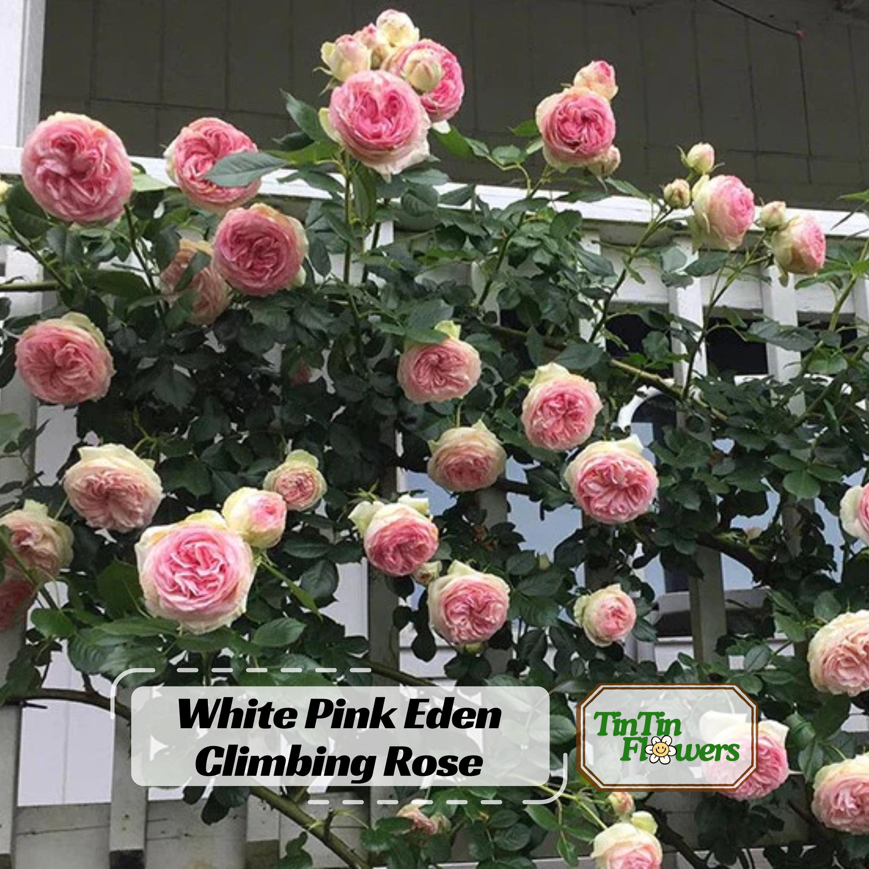 30+ White Pink Eden Climbing Rose Seeds-perennial - Authentic Seeds ...