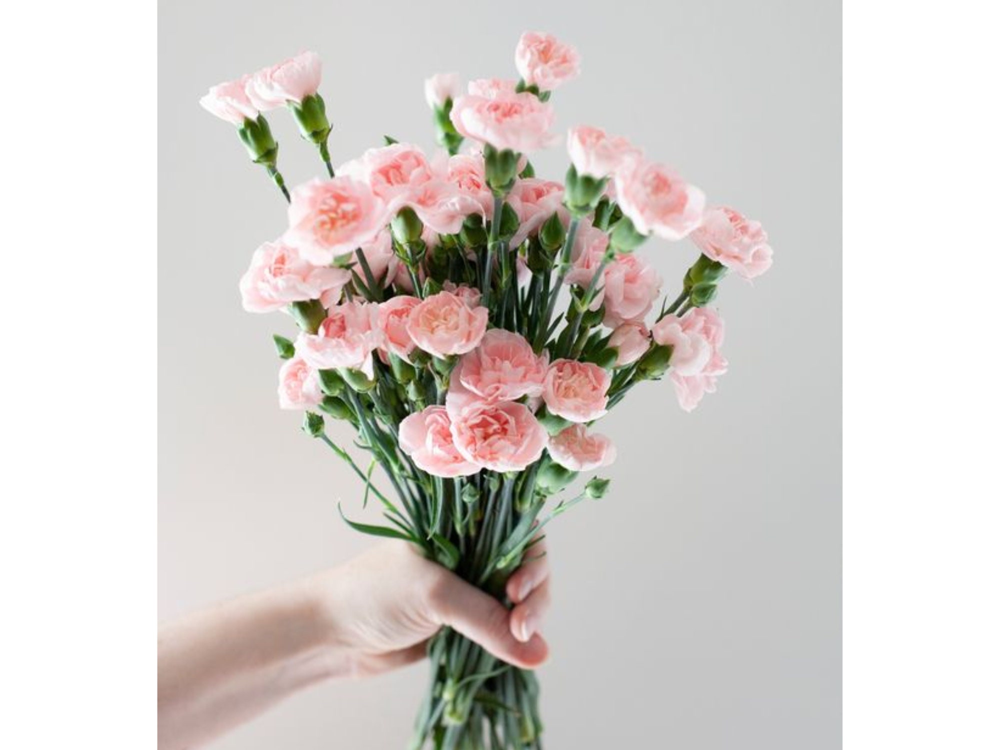 30 Seeds| Light Pink Mini Carnation- Dianthus Seeds - Container ...