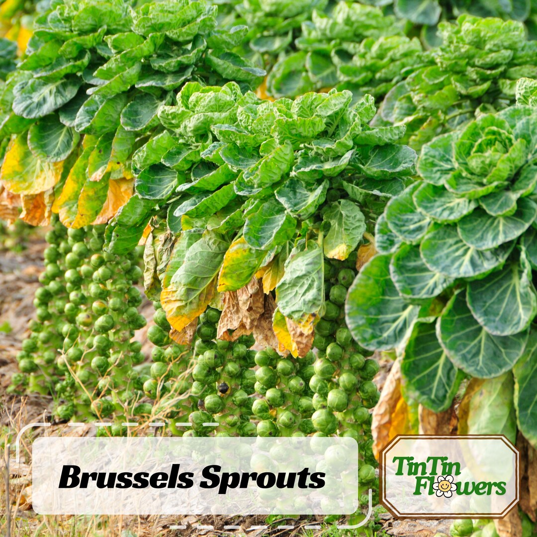 200 Seeds| Brussels Sprouts Seeds – Heirloom Vegetable – Easy Grow Cold ...