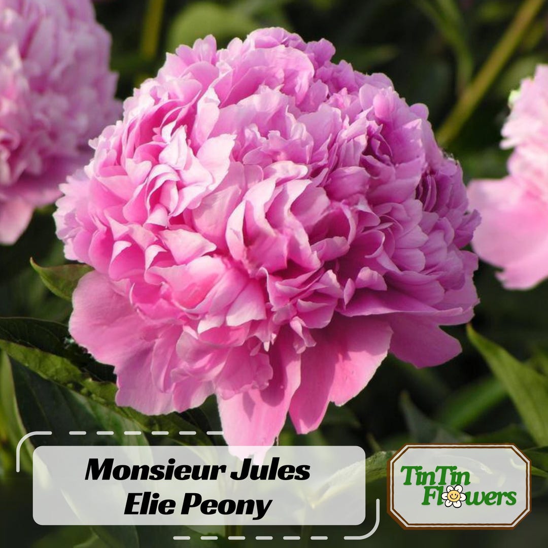 10+ Rare Seeds | Monsieur Jules Elie Peony Seeds -paeonia - Attract Butterflies - Open ...