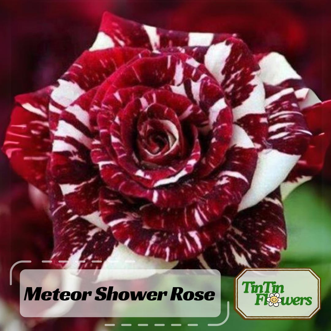 30 Seeds | Meteor Shower Rose Seeds -perennial -authentic -flowers ...